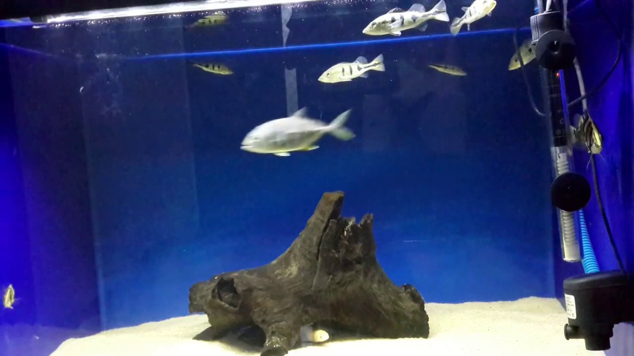 Feeding Time Peacock Bass Azul Mono Orinoco, GT, Tiger Datz Borne ...