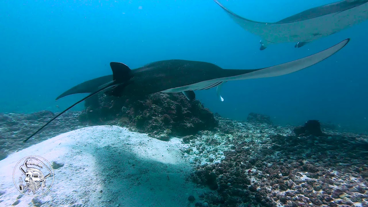 Buceo en Komodo - Dive in Komodo 2019 - YouTube