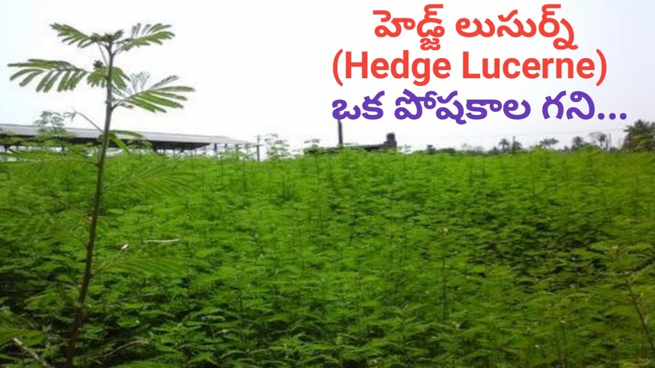 దశరథ గడ్డి కాయజాతిలో ఉన్నతమైనదా | Is Hedge Lucerne the Best Leguminous ...