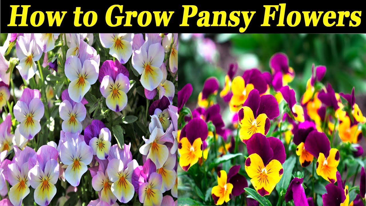 How to Grow Pansy Flowers at Home . Very Beautiful Flowers Plant - YouTube
