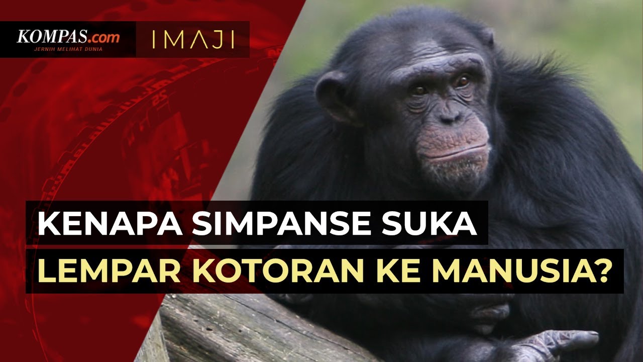 Kenapa Simpanse Suka Lempar Kotoran ke Manusia? - YouTube