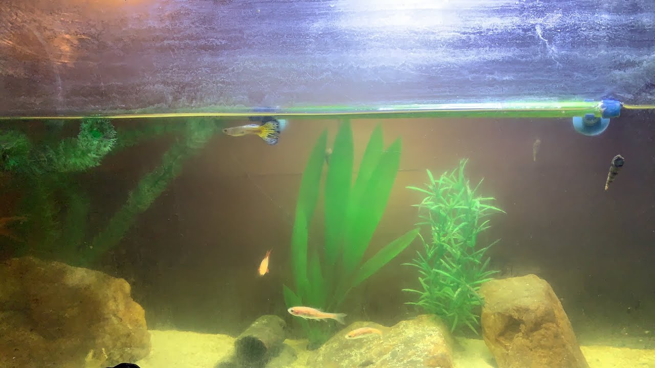 Fish tank live - YouTube