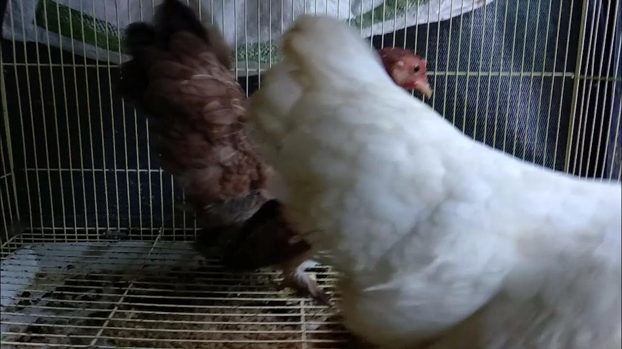 Beginilah Hasil Kawin Silang Ayam Kate Dengan Bantham Cochin Youtube