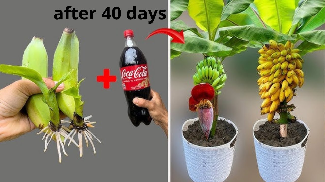 SUPER SPECIAL BANANA WITH Coca-Cola, GET FRUIT IN ONLY 40 DAYS - YouTube