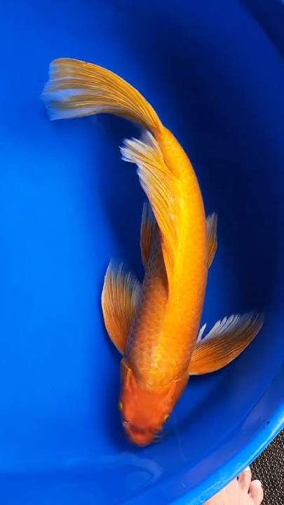 #shorts #trending - YouTube