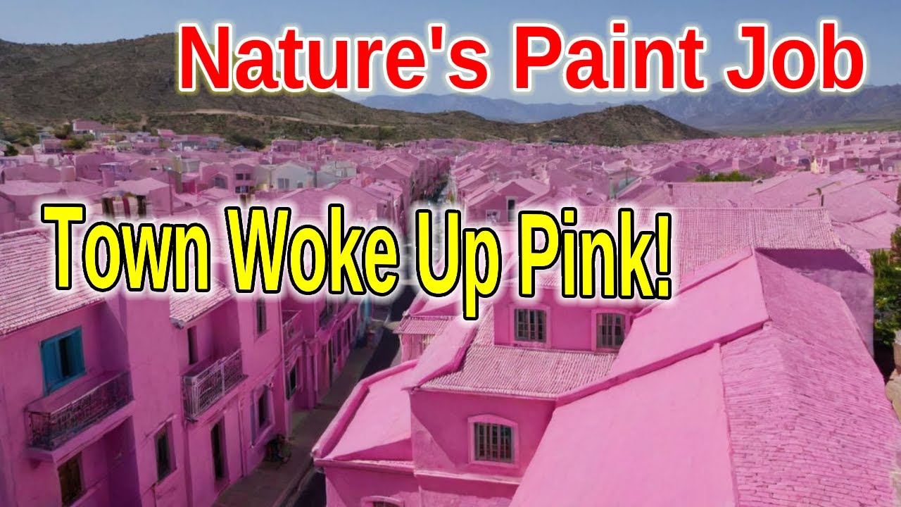 Nature's Paint Job: Chile's Pink Town turns Pink Overnight : How ...