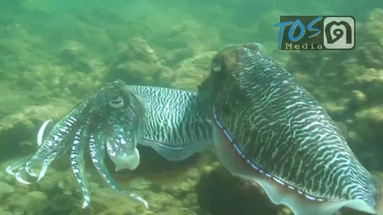 CuttleFish Mating - YouTube