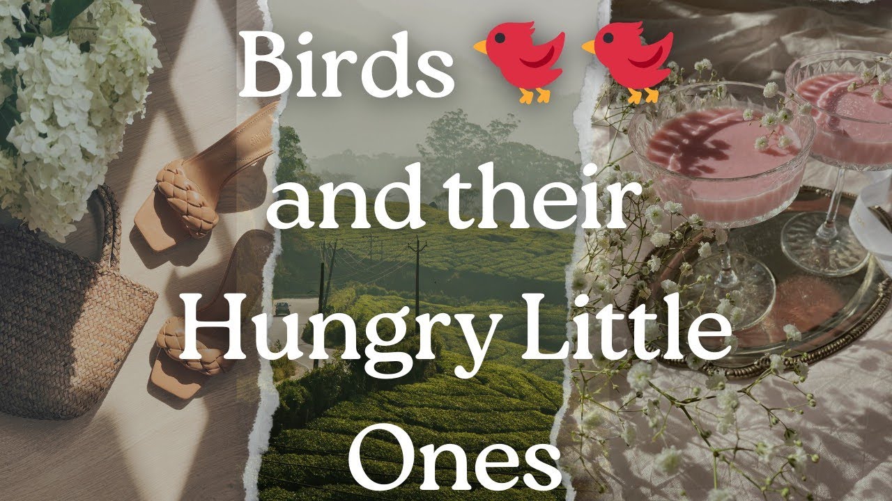 Birds and their Hungry Little chicks - YouTube