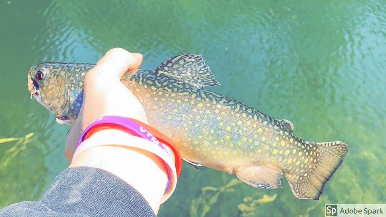 GORGEOUS Clearwater BROOK TROUT Fishing in Pennsylvania!! - YouTube