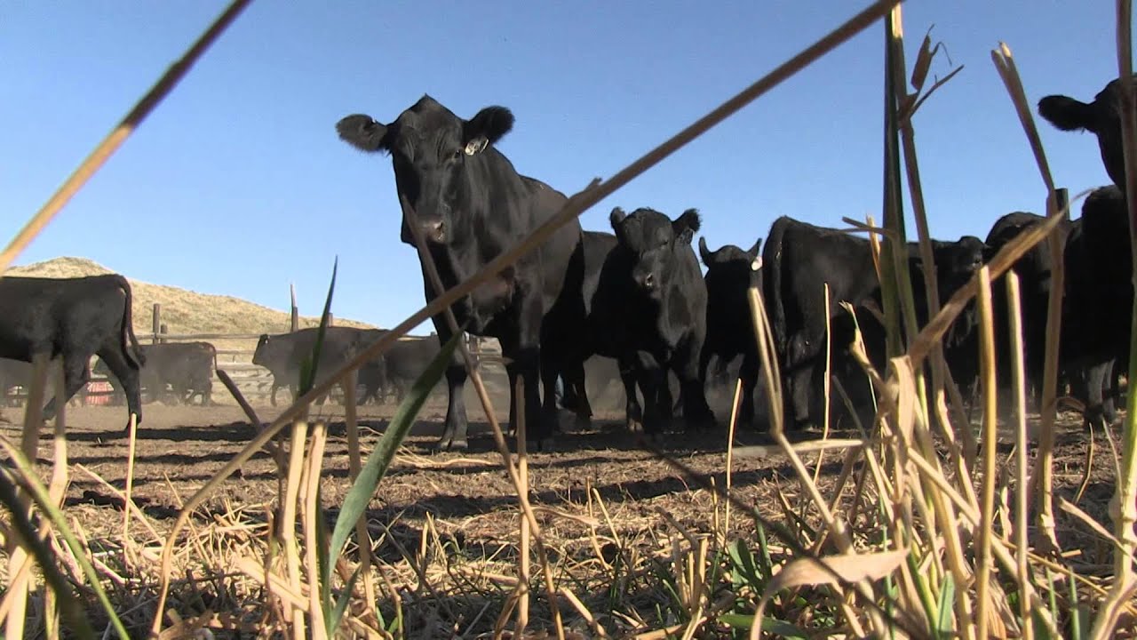 I Am Angus: Merry Christmas from the American Angus Association - YouTube