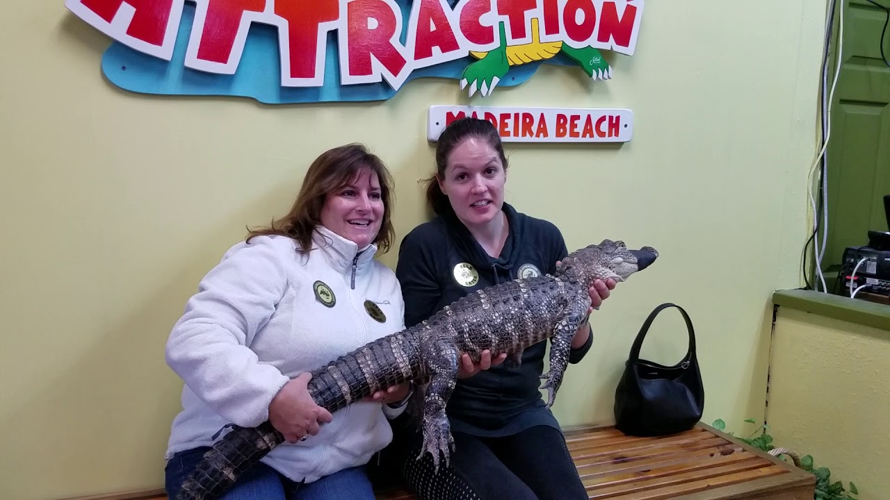 Kissing Alligators in Flordia - YouTube