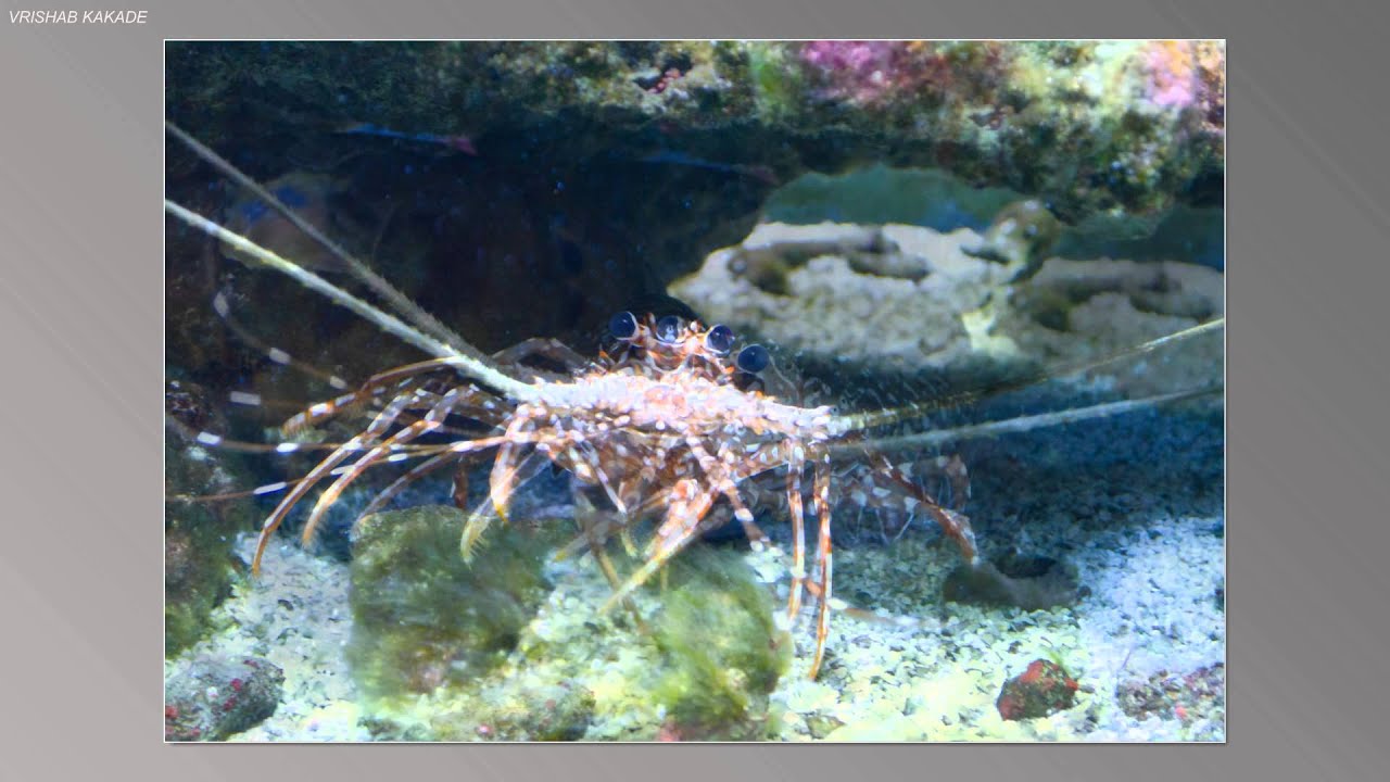 Animals on Key Largo - Slideshow (HD) - YouTube