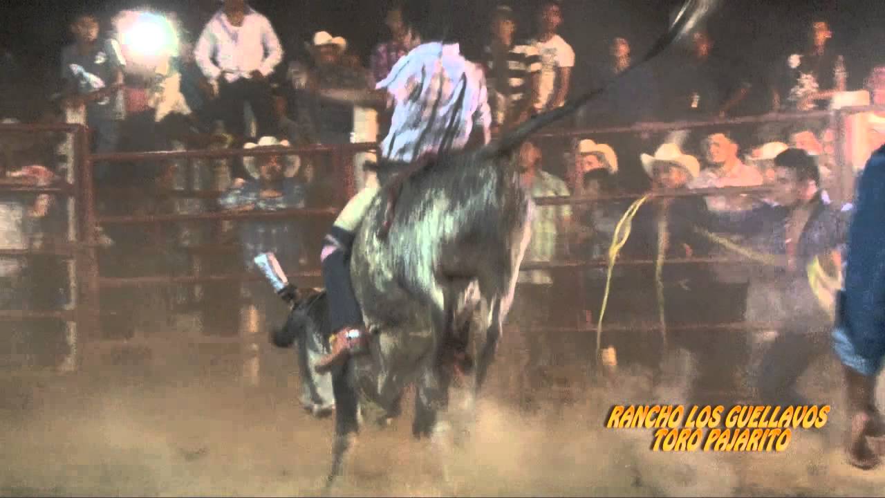 Desde tecolapa guerrero toro el pajarito. - YouTube