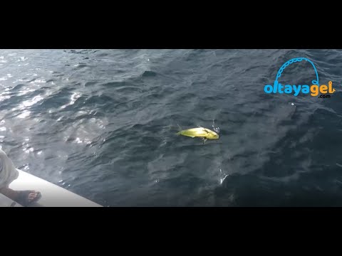 Bodrum Lambuka Avı Yuki Surume