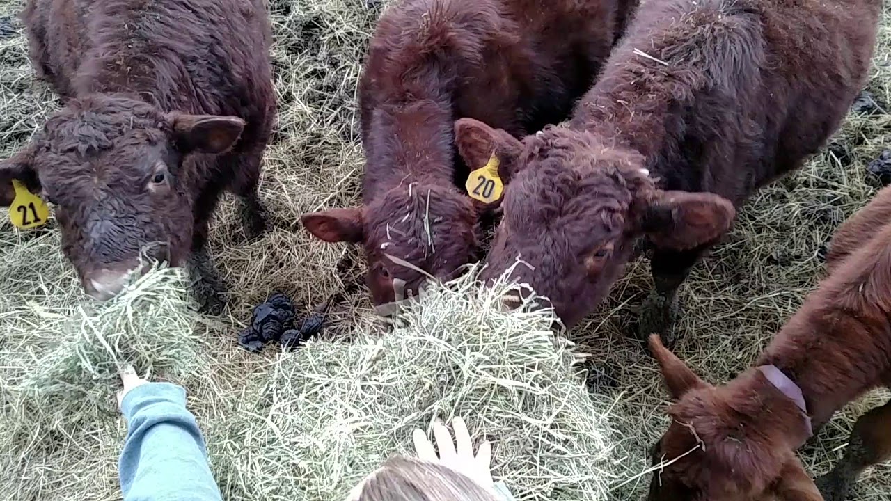 Hand Feeding Calves - YouTube