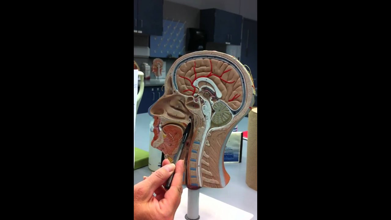 Sagittal head model - YouTube