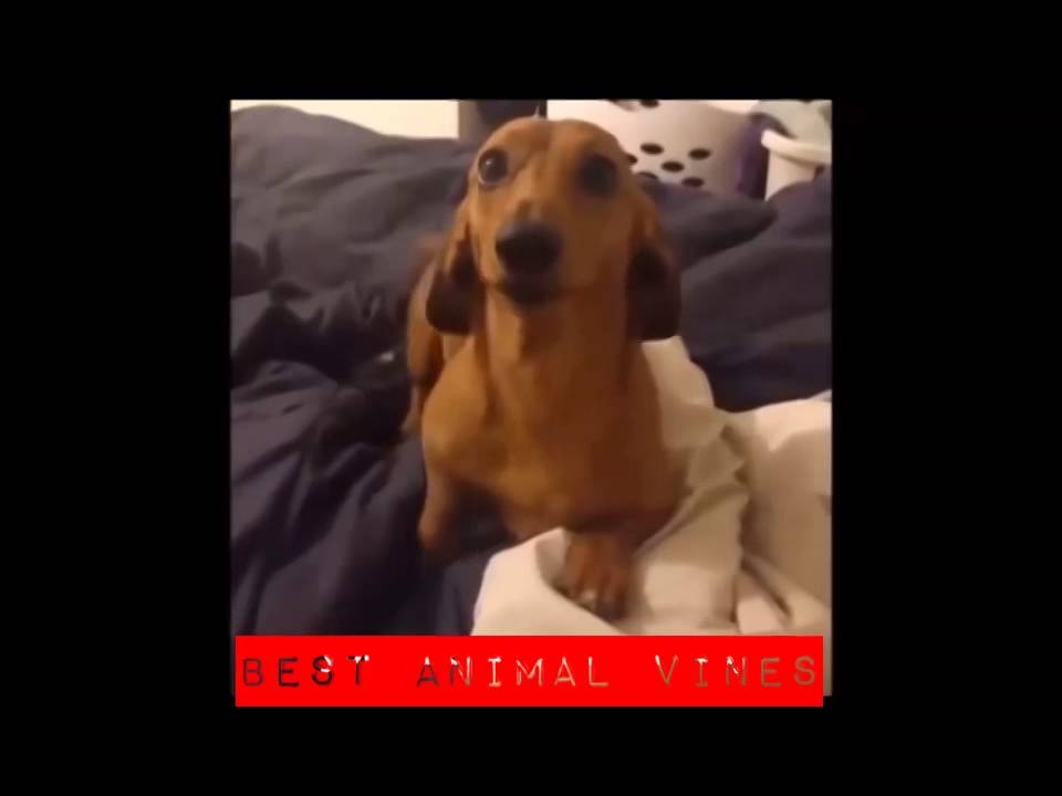 Best Animal Vines- November 2014 - YouTube