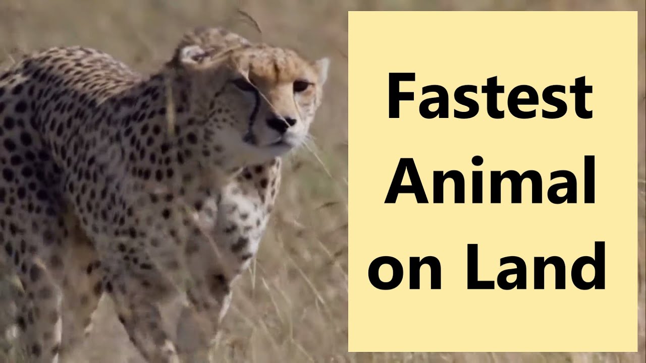 #HoliMagnet Cheetah World's Fastest Land Animal | Fastest mammal on ...