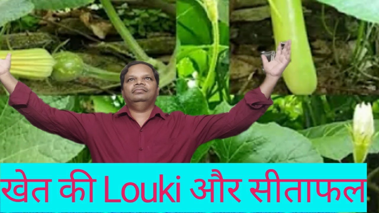 घर की बेल पर लौकी और सीता फल 🥰 ll Village Vegetable Louki Or Sitafal😍 ...