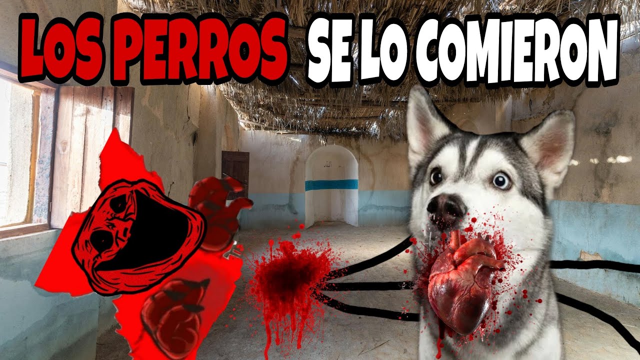 LOS PERROS SE COMIERON EL CAD4VER 💀 VOID MEMES CON CONTEXTO - YouTube