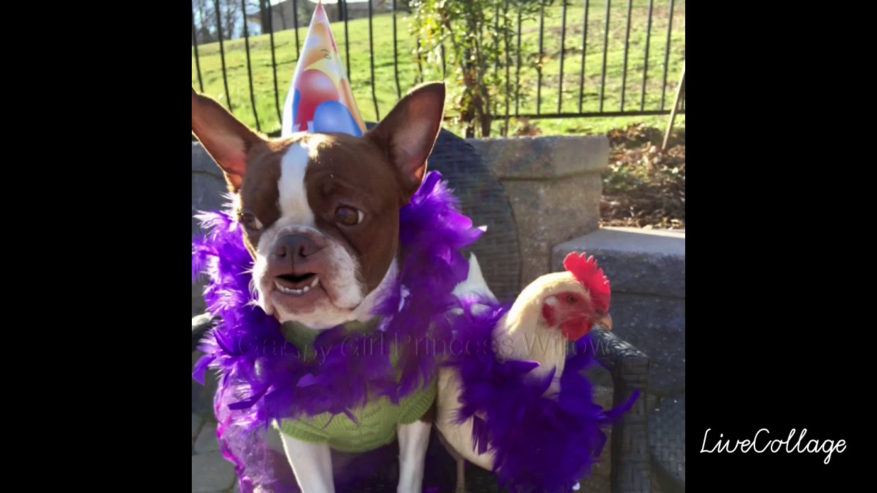 Chickens Party - YouTube