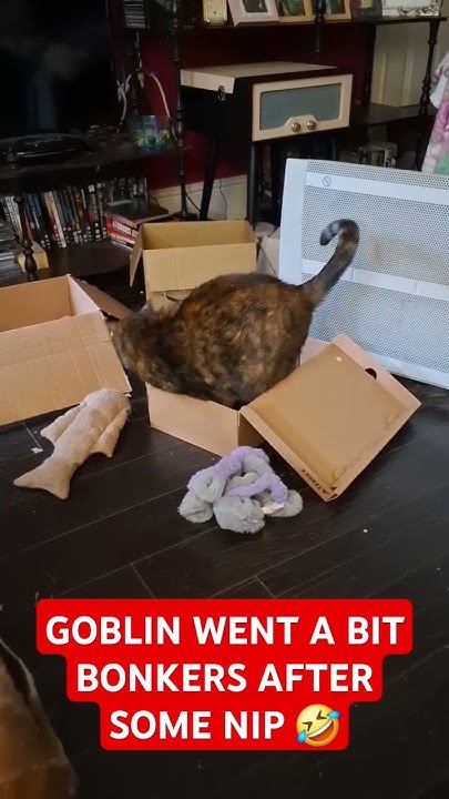 GOBLIN HIGH ON CATNIP! #cat #cats #cute cat #playful #catnip - YouTube