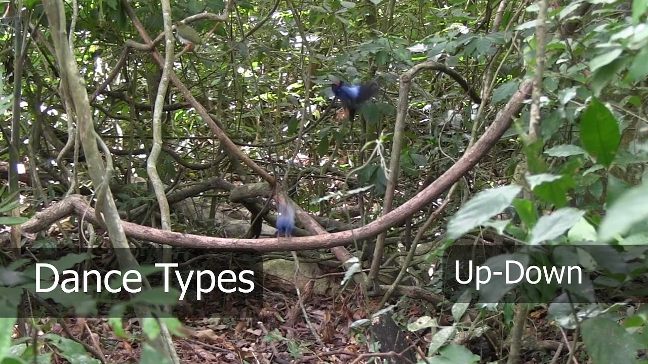 Long-tailed Manakin Dances in Costa Rica - YouTube