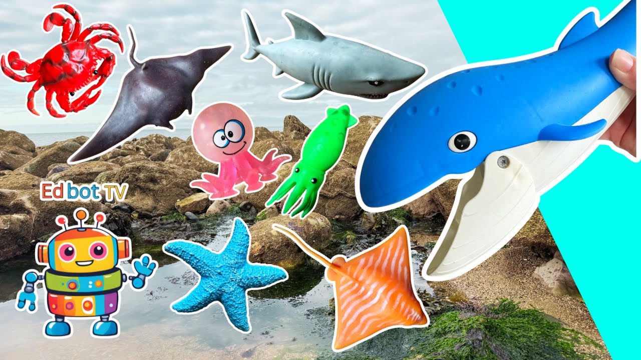 Kids Learn | Sea Animal Names at the Rock Pool: Shark Manta Ray Sea ...