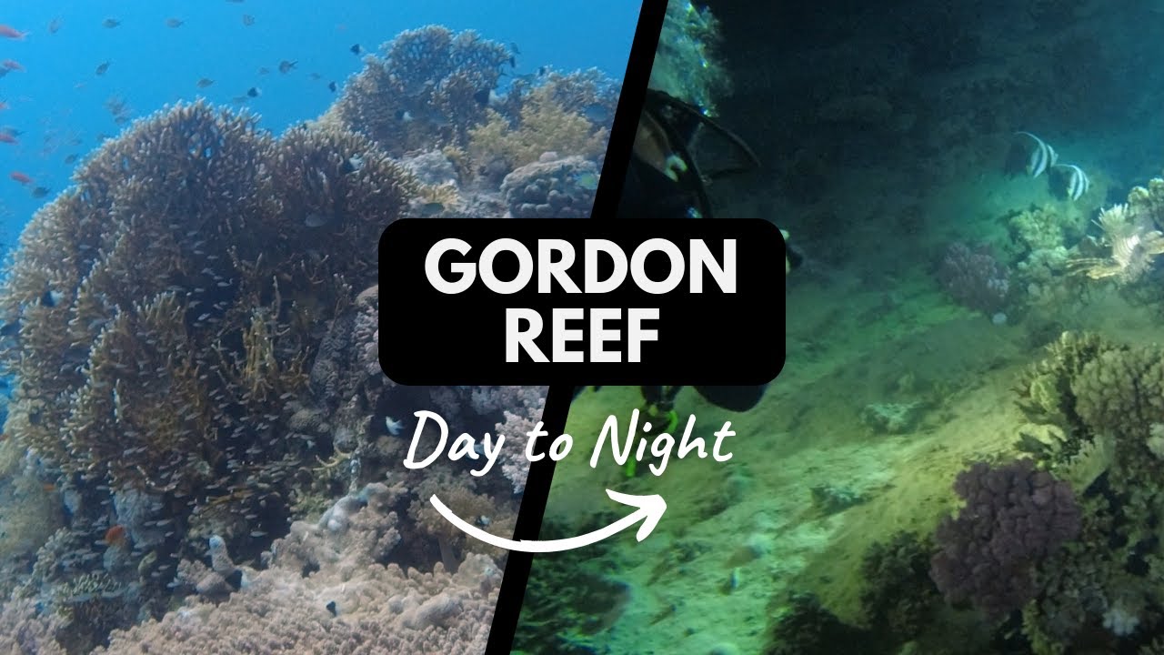 Diving Gordon Reef (Egypt) by Day and Night - YouTube