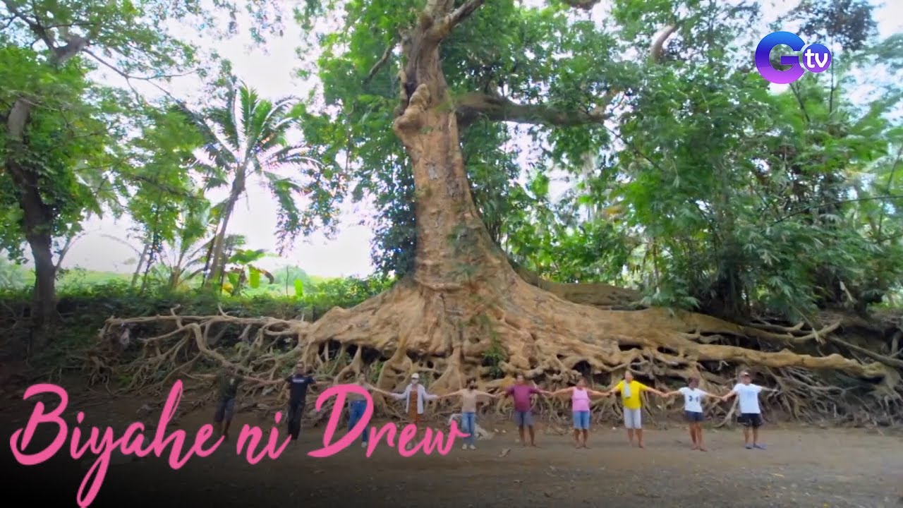 Heritage tree ng Cebu, silipin! | Biyahe ni Drew - YouTube