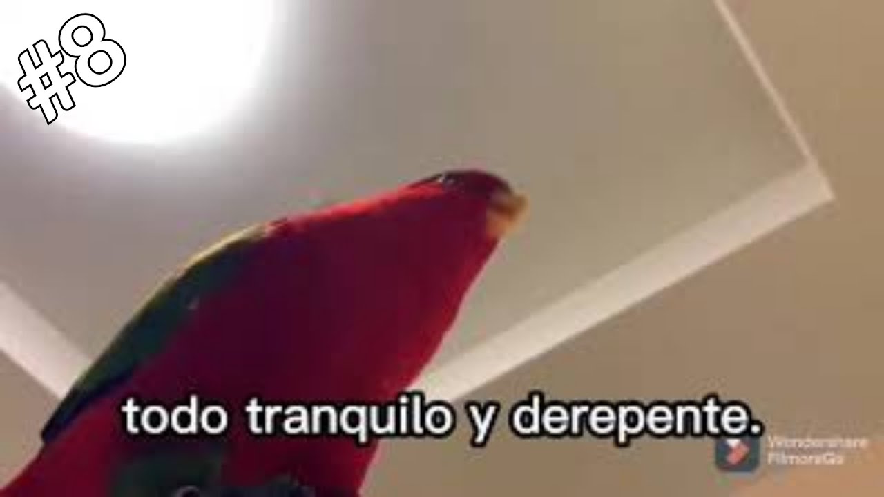 Loro rojo meme #8 - YouTube