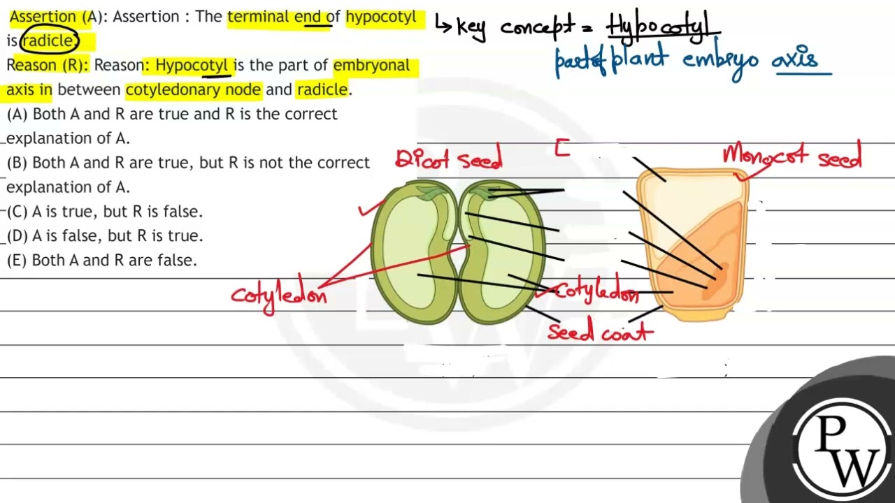 Assertion (A): Assertion : The terminal end of hypocotyl is radicle ...