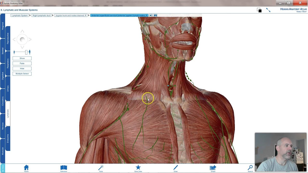BIO 202 - UNIT 3 - CH 20/21 - LEC 2 - LYMPH NODES AND CELLS - YouTube
