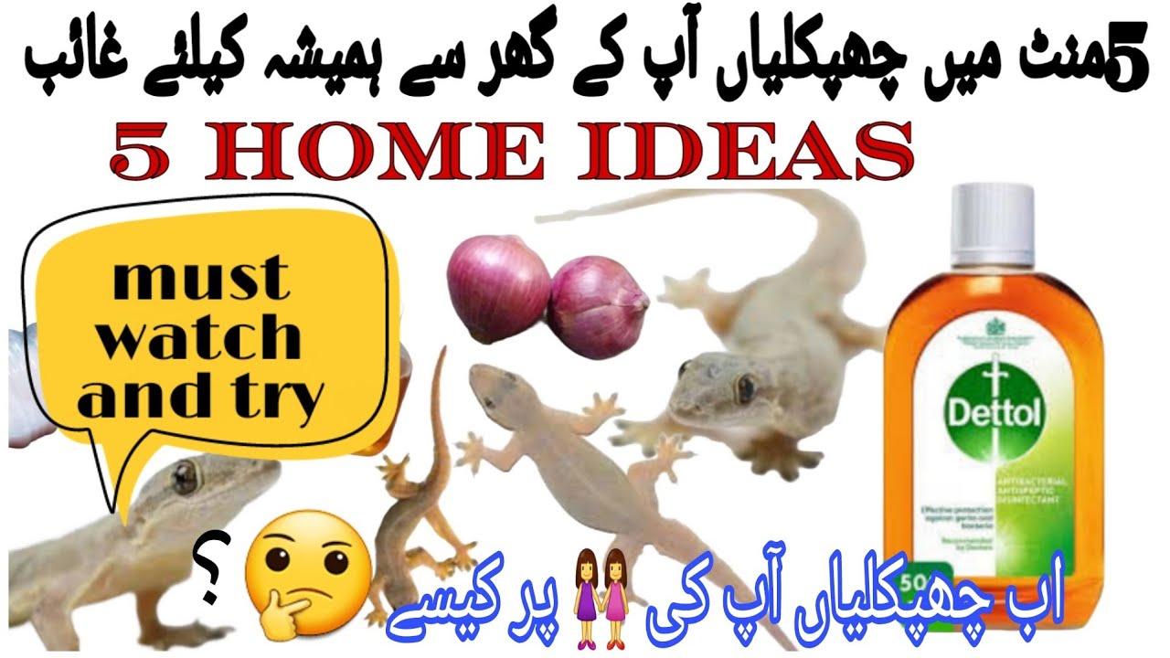 quick lizard killer & 5 home ideas | 5 tips & tricks for your problem | Azrainthekitchen - YouTube