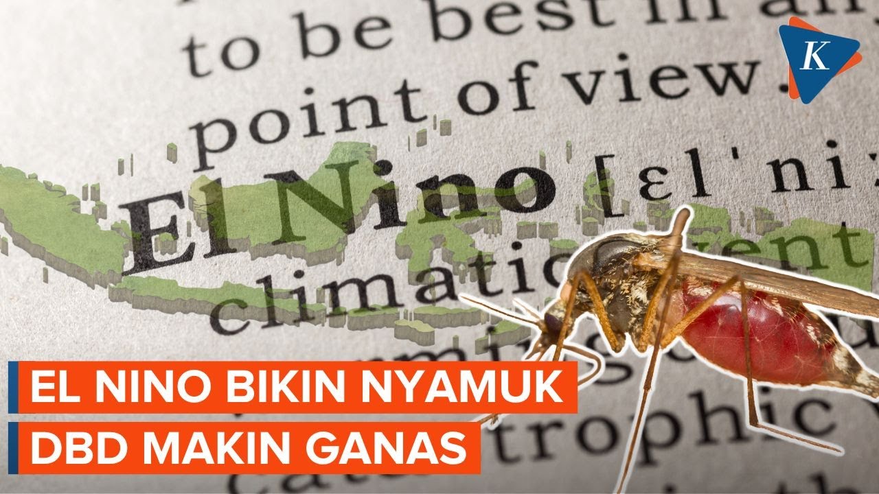 Awas Dampak El Nino, Bikin Nyamuk DBD Semakin Ganas - YouTube
