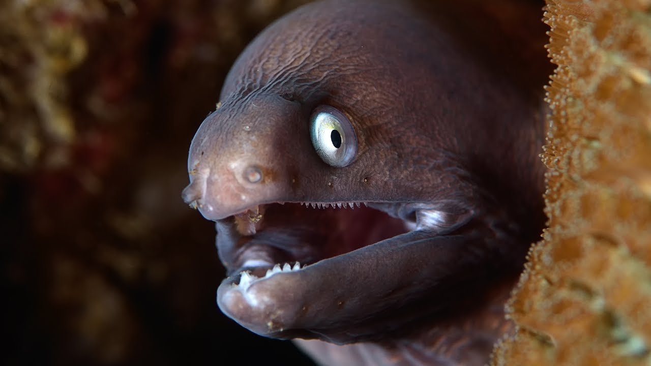 Top 10 DEADLIEST Predators in the Ocean - YouTube