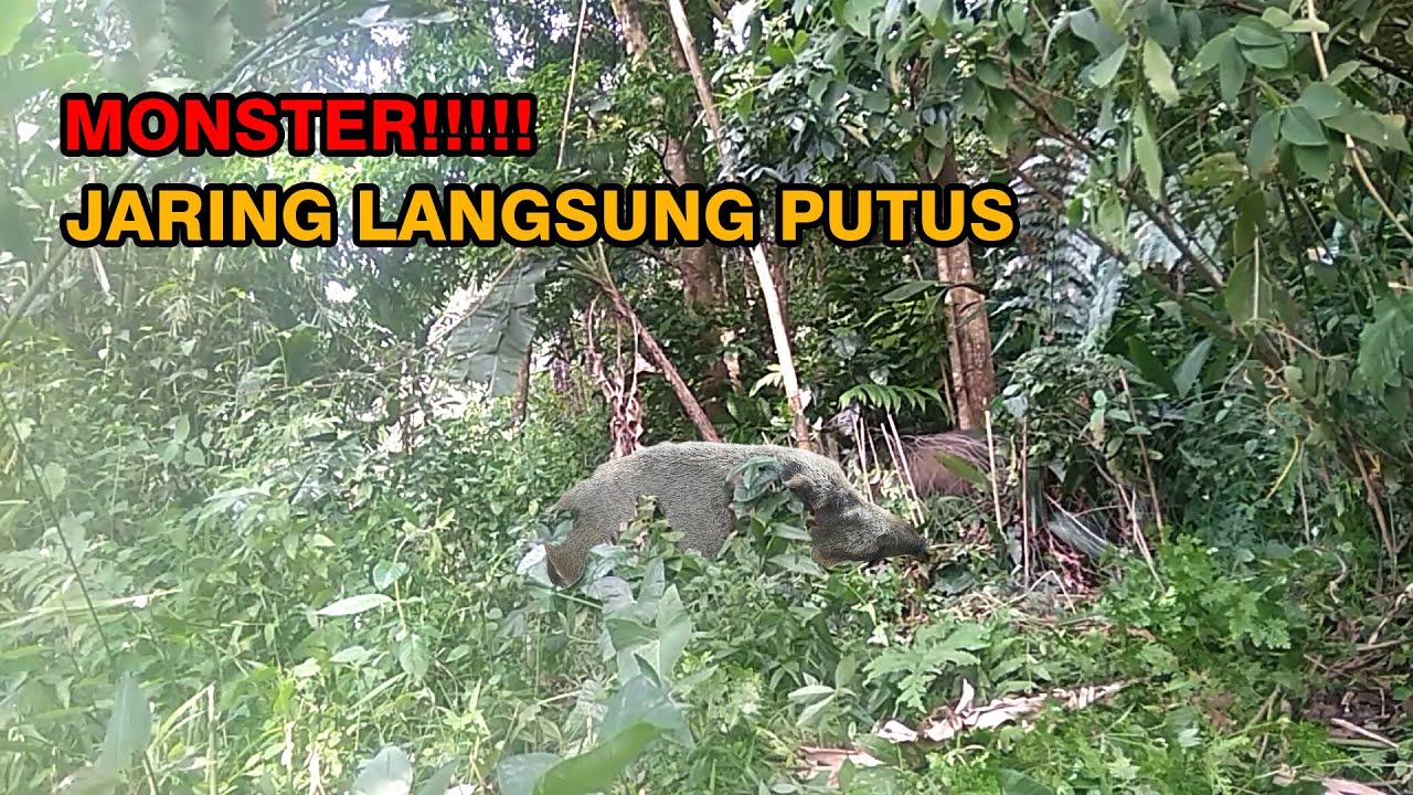 Babi Besar Menabrak Jaring Tepat Depan Kamera,Beburu Hama Babi Hutan ...
