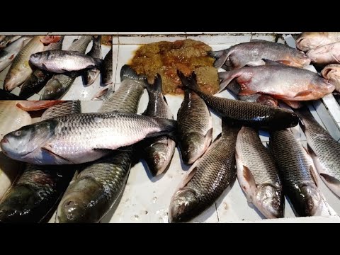 fish market Dibrugarh Assam@parthawithnatures - YouTube
