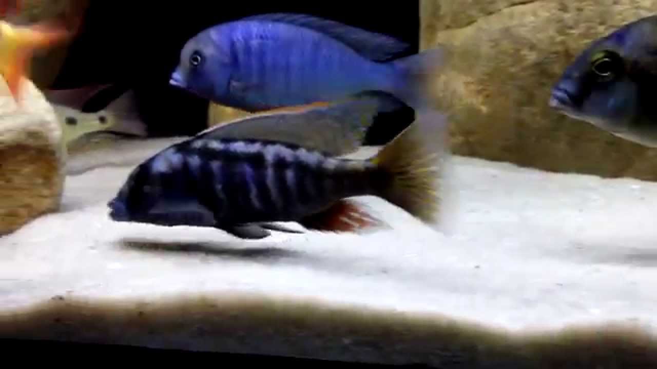 Wild Caught Lichnochromis Aucuticeps "Malawi Gar" - YouTube