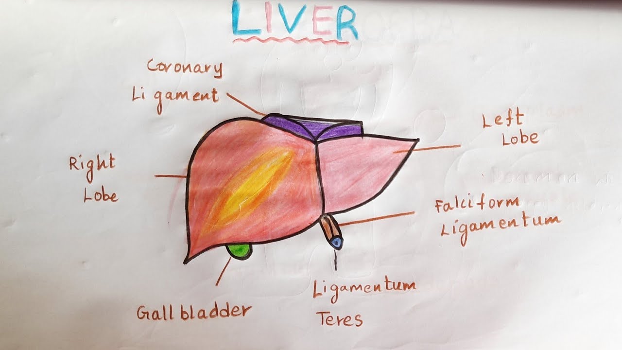 Liver Drawing For Kids