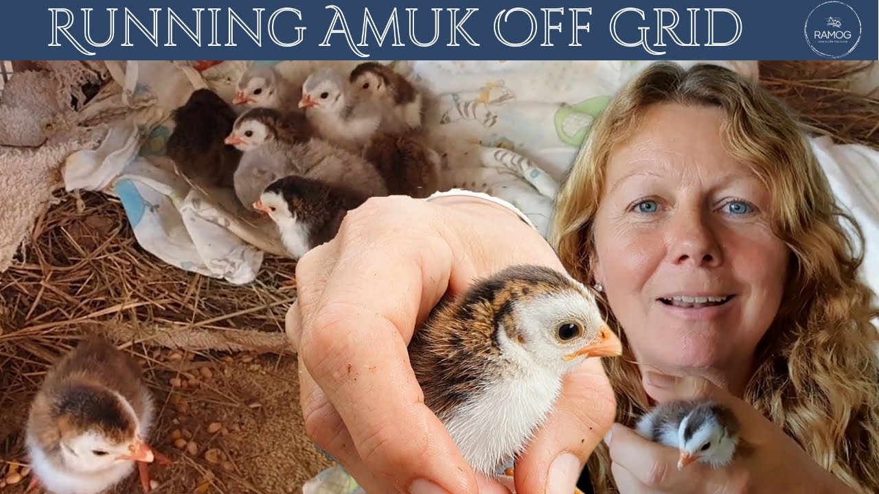 Holy Hatching Keets! The Pros and Cons of Keeping Guinea Fowl. - YouTube