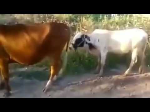 Komik inek Videosu 😂😂
