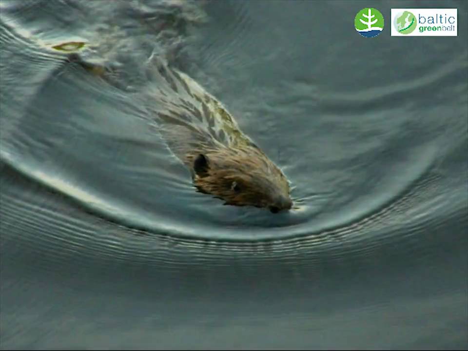 The Beaver - Bebrs - YouTube