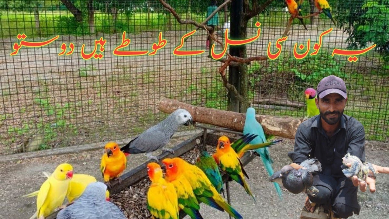 Vlog 4 | Pakistan Parrots Breed | Beautiful Parrots IN Pakistan ...