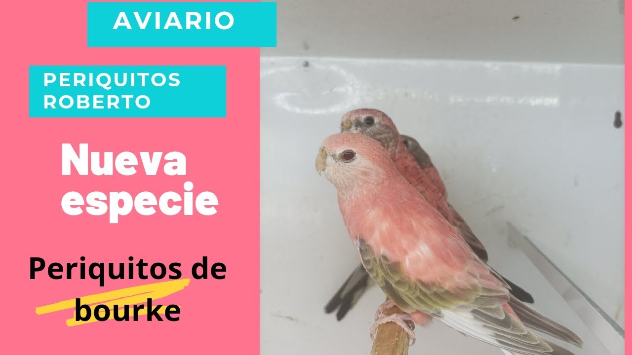 nueva especie en el aviario: periquitos de bourke - YouTube