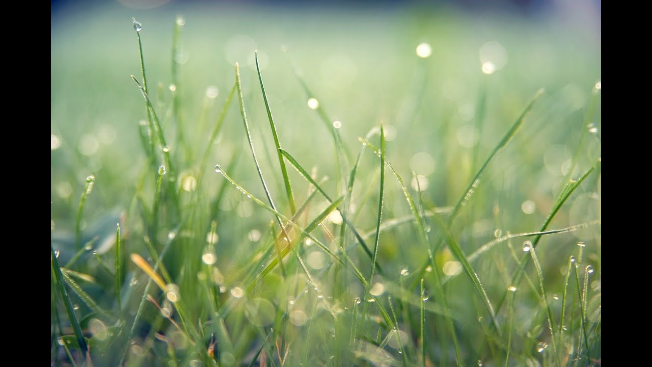 Nature rain Sounds for Stress Relief - YouTube