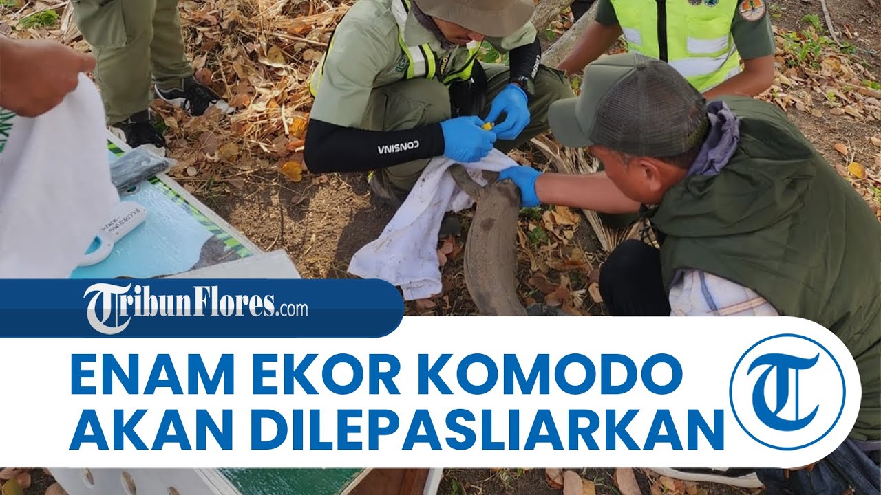 Besok Enam Ekor Komodo Dilepas di Cagar Alam Wae Wuul Labuan Bajo ...