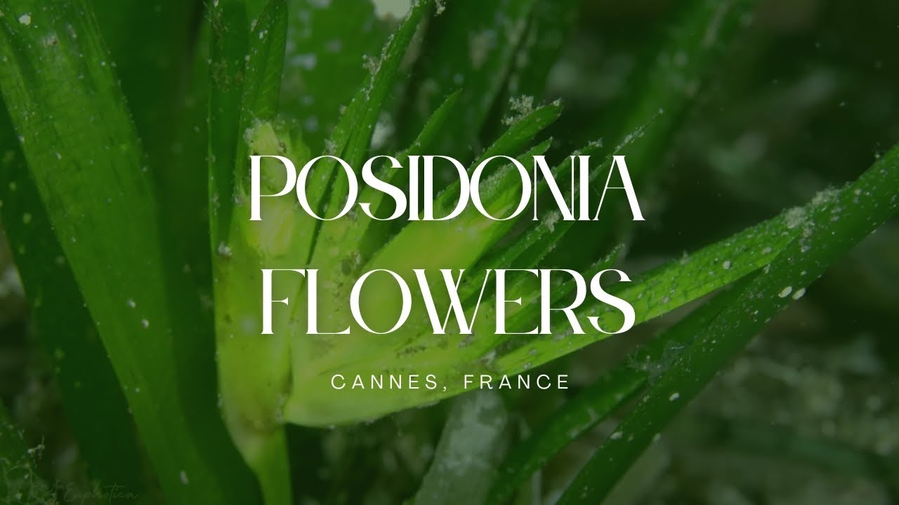 Posidonia oceanica flowers - YouTube
