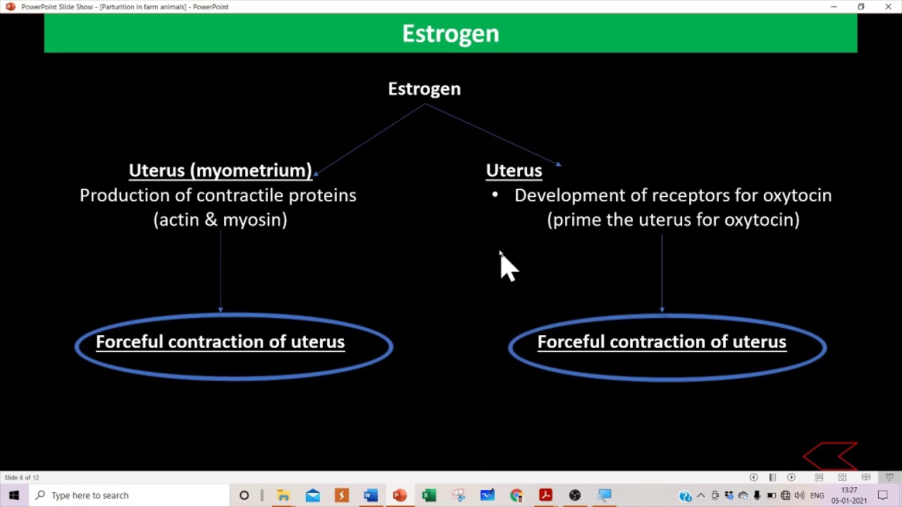 Parturition In Farm Animals - YouTube