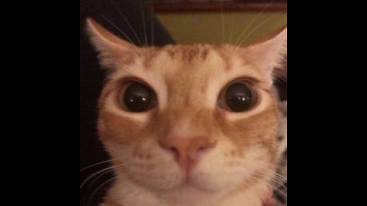 Sample Song Glungus - YouTube